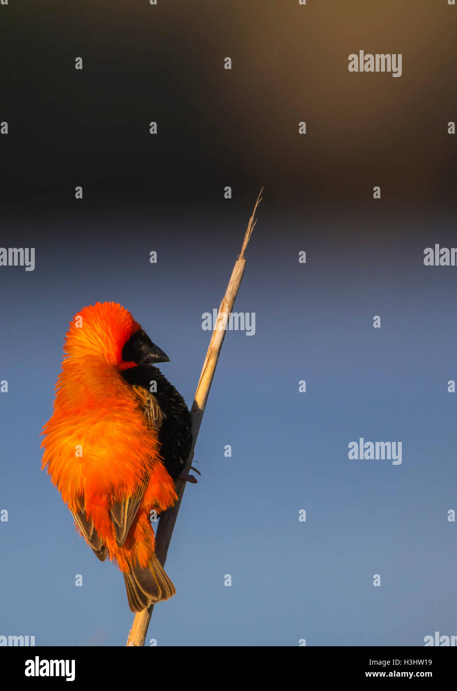 Southern red Bishop isolated from blue background Stock Photo - Alamy