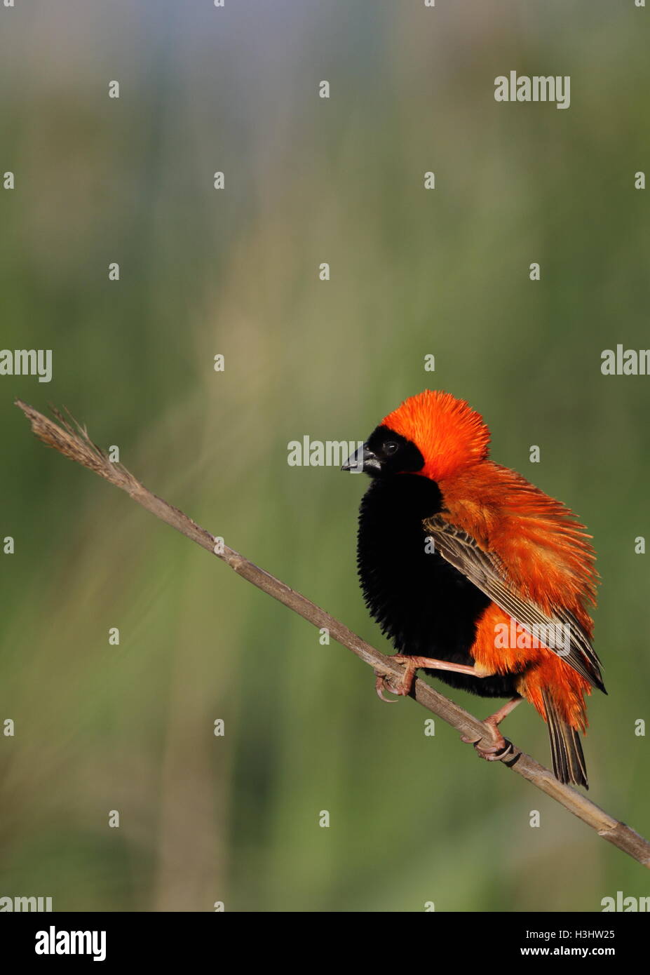 Southern red Bishop isolated from green background Stock Photo - Alamy