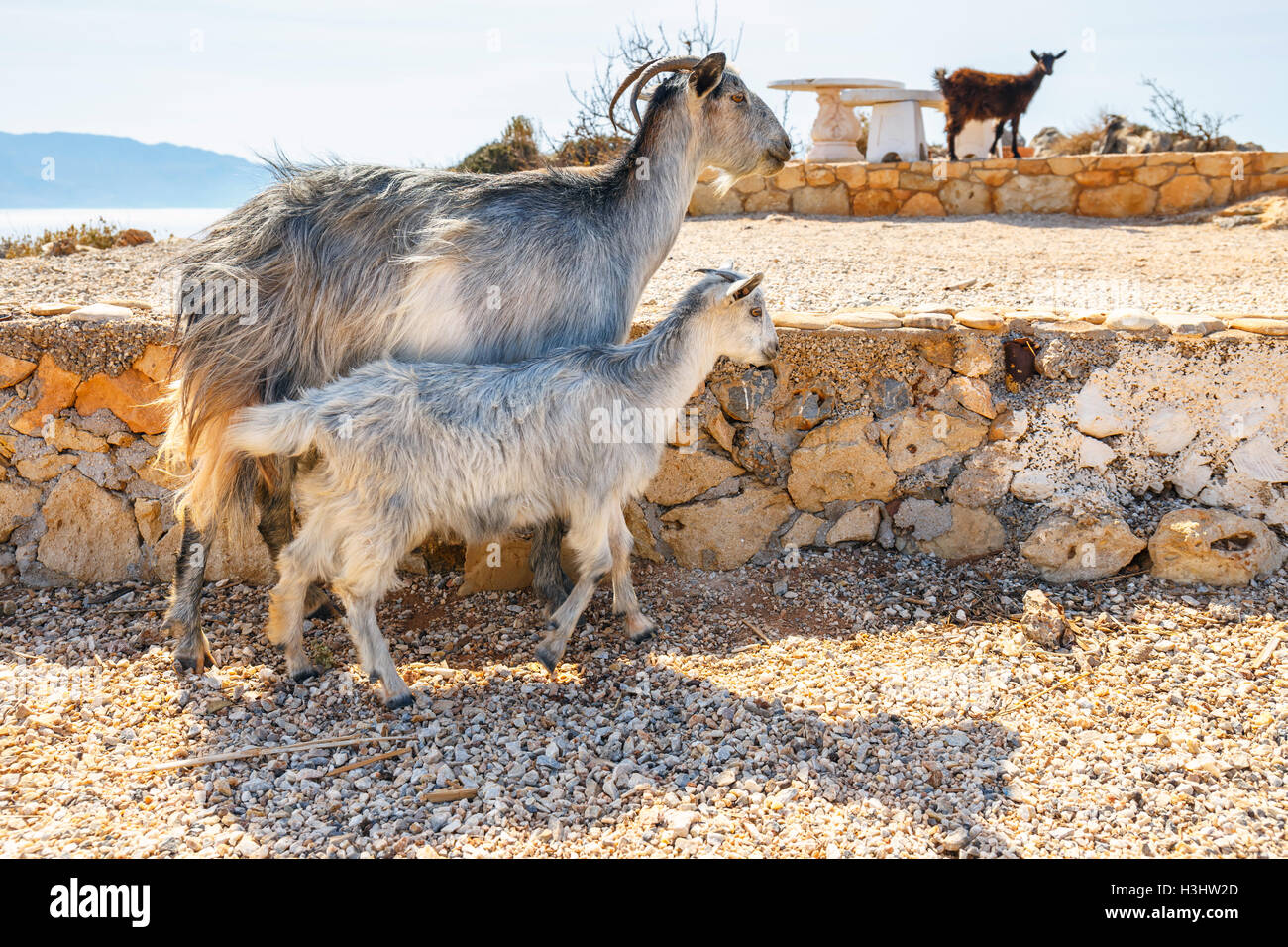 Mountain goat on greek island hi-res stock photography and images - Alamy