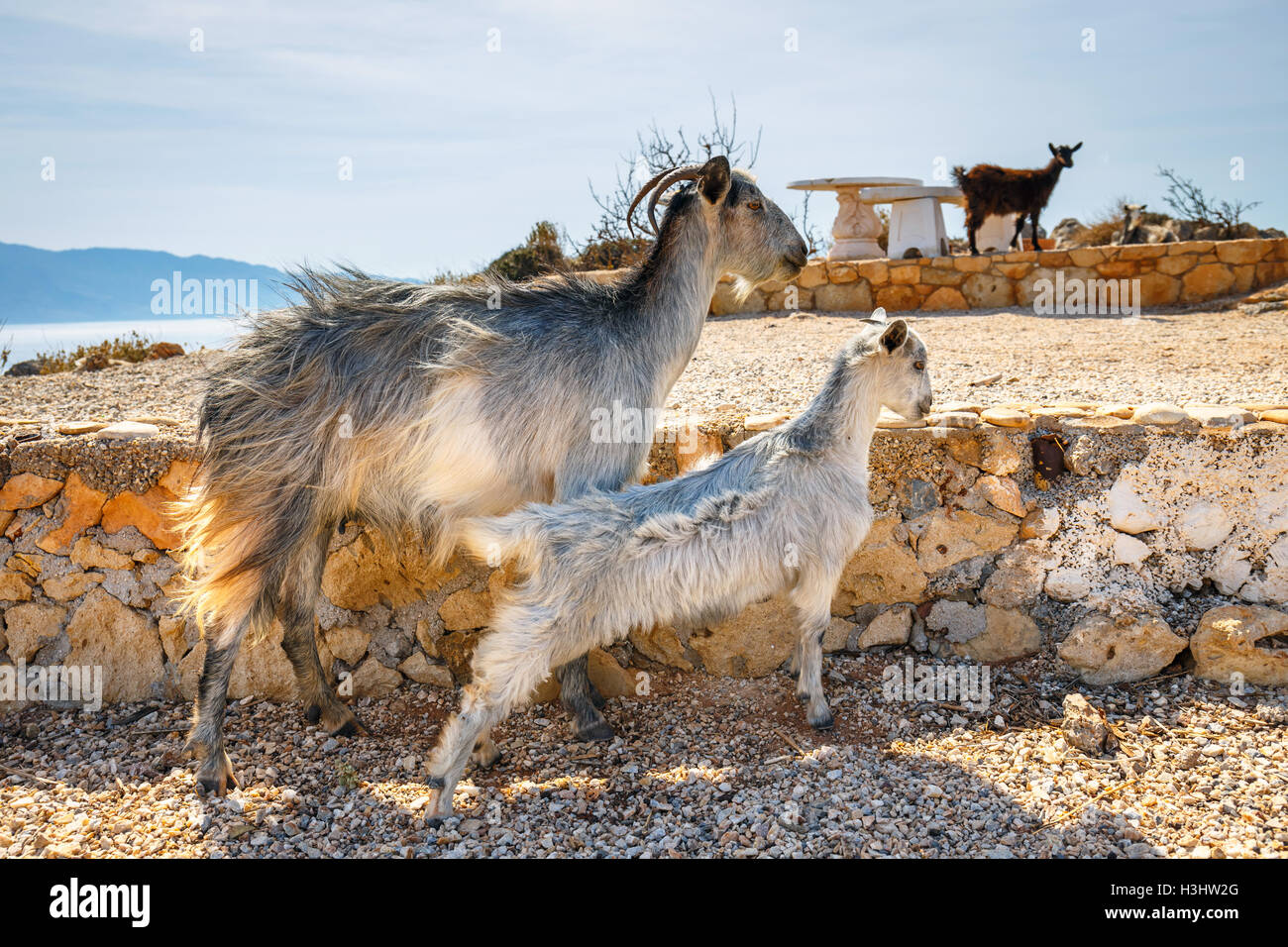 Domestic goat on Crete Island, Greece Stock Photo - Alamy