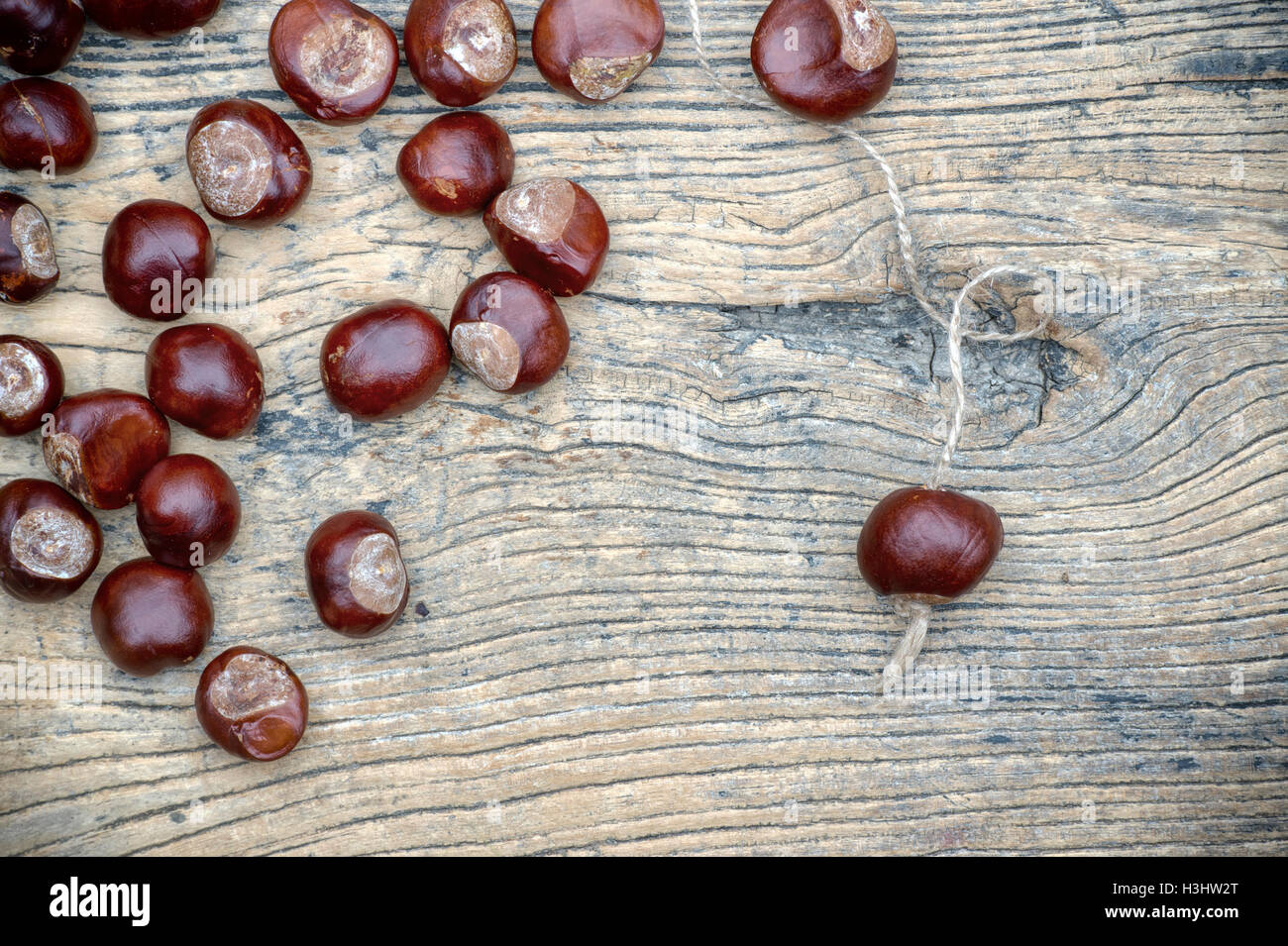 Aesculus Hippocastanum seed. Horse chestnuts. Conker on a string Stock ...
