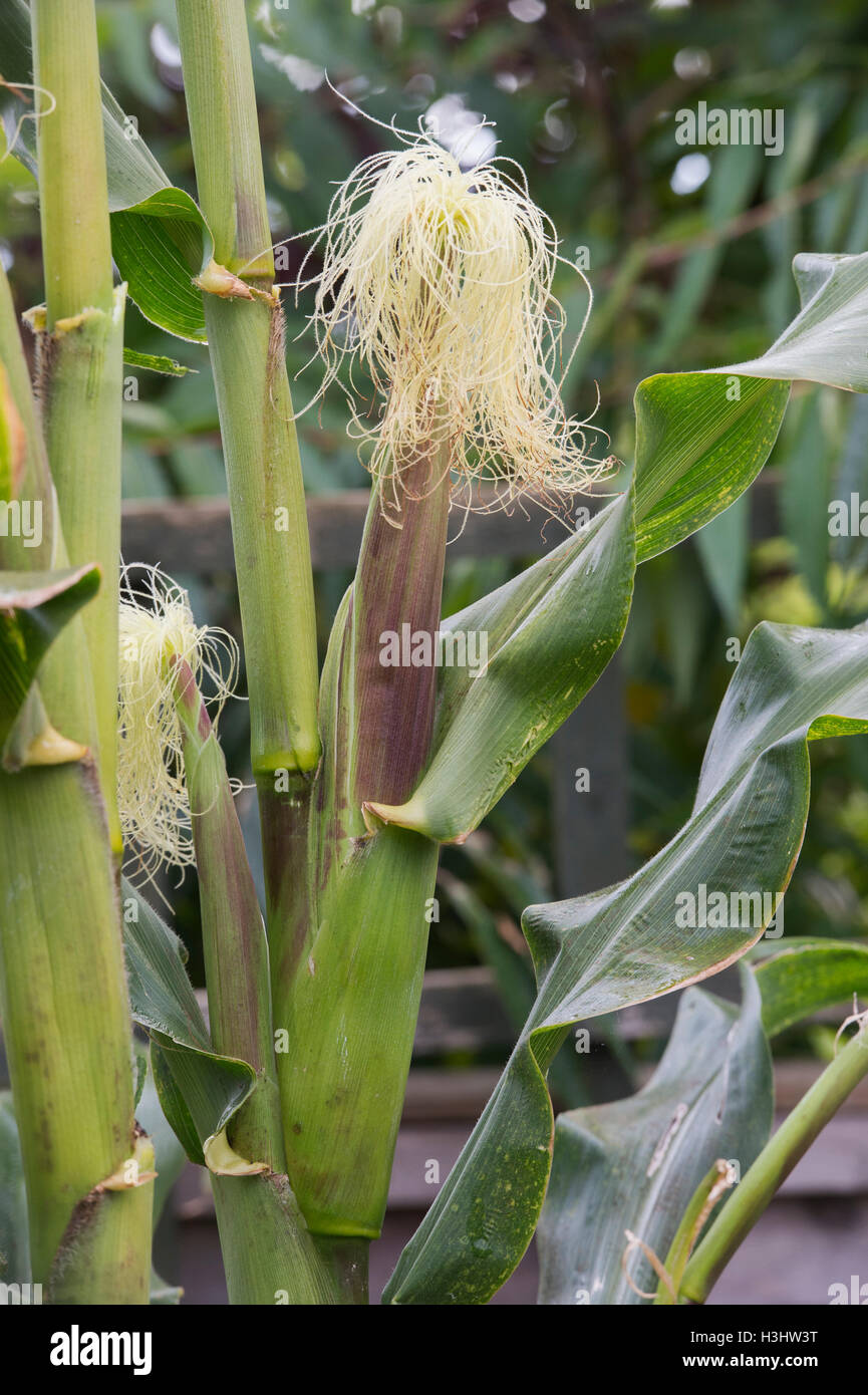 Heirloom corn hi-res stock photography and images - Alamy
