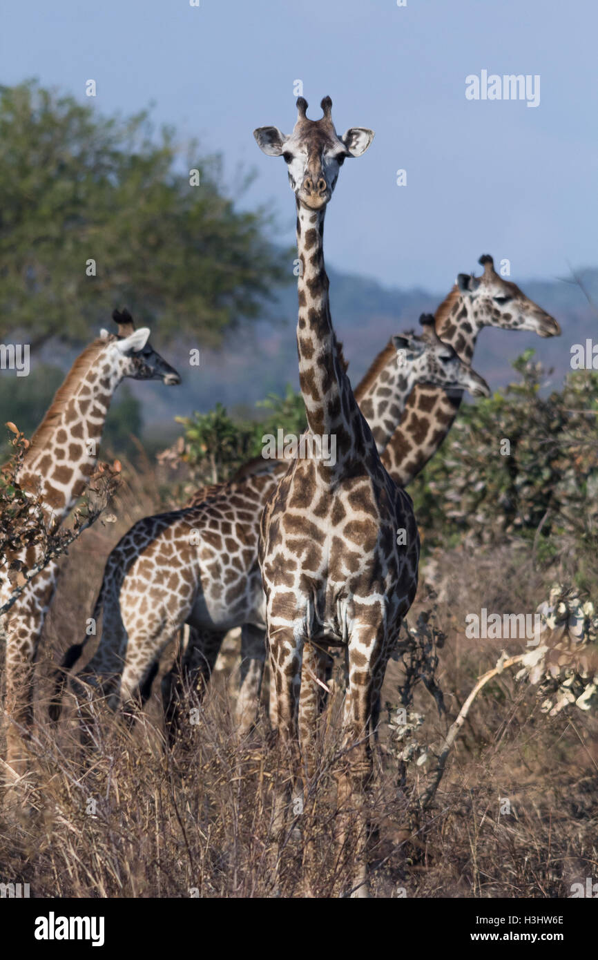 Giraffe in African bush Stock Photo - Alamy