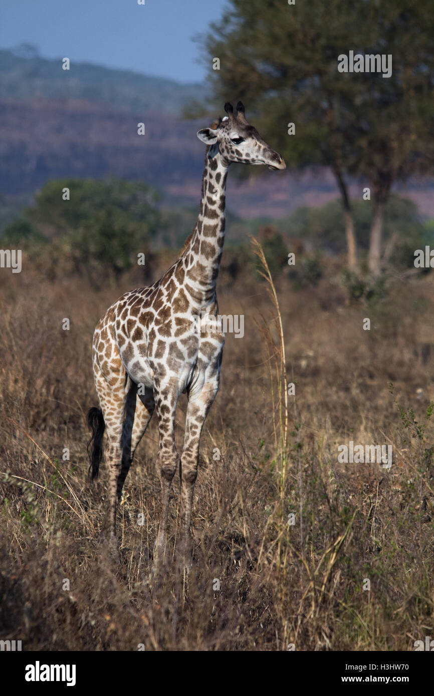 Giraffe in the bush hi-res stock photography and images - Alamy