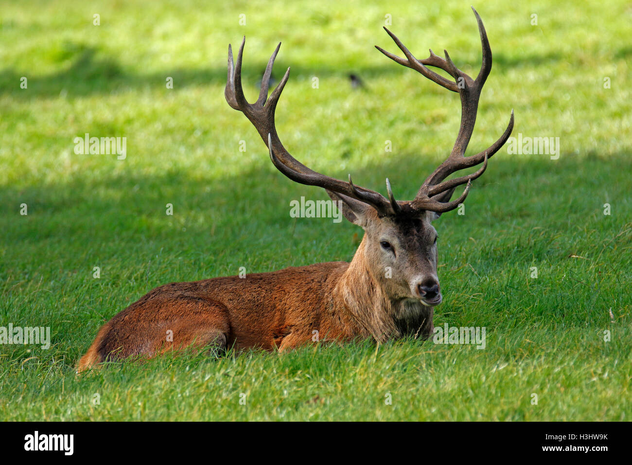 Red Deer (Cervus elaphus Stock Photo - Alamy