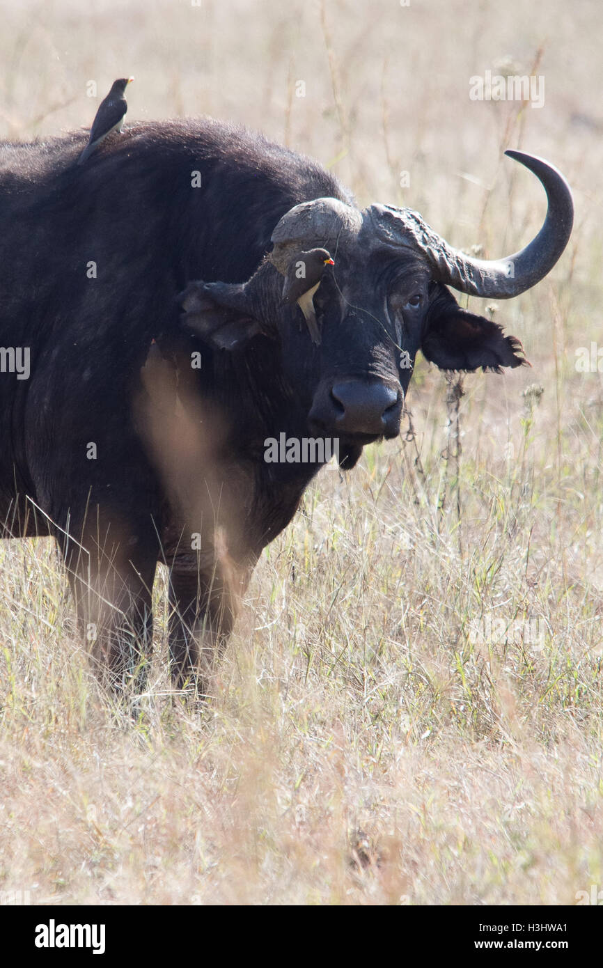 Buffalo and ox pecker Stock Photo - Alamy