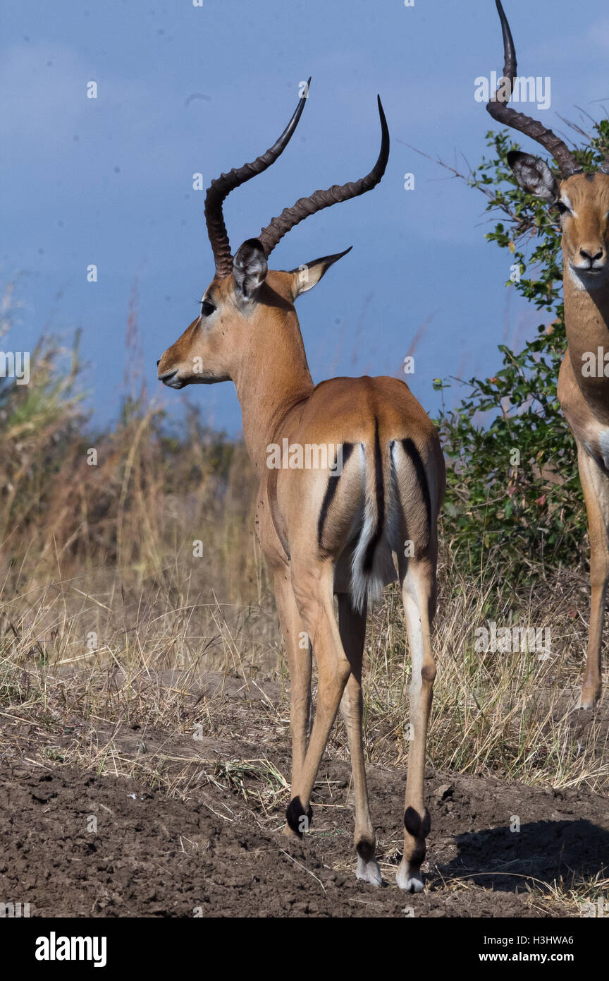 Bush impala hi-res stock photography and images - Alamy