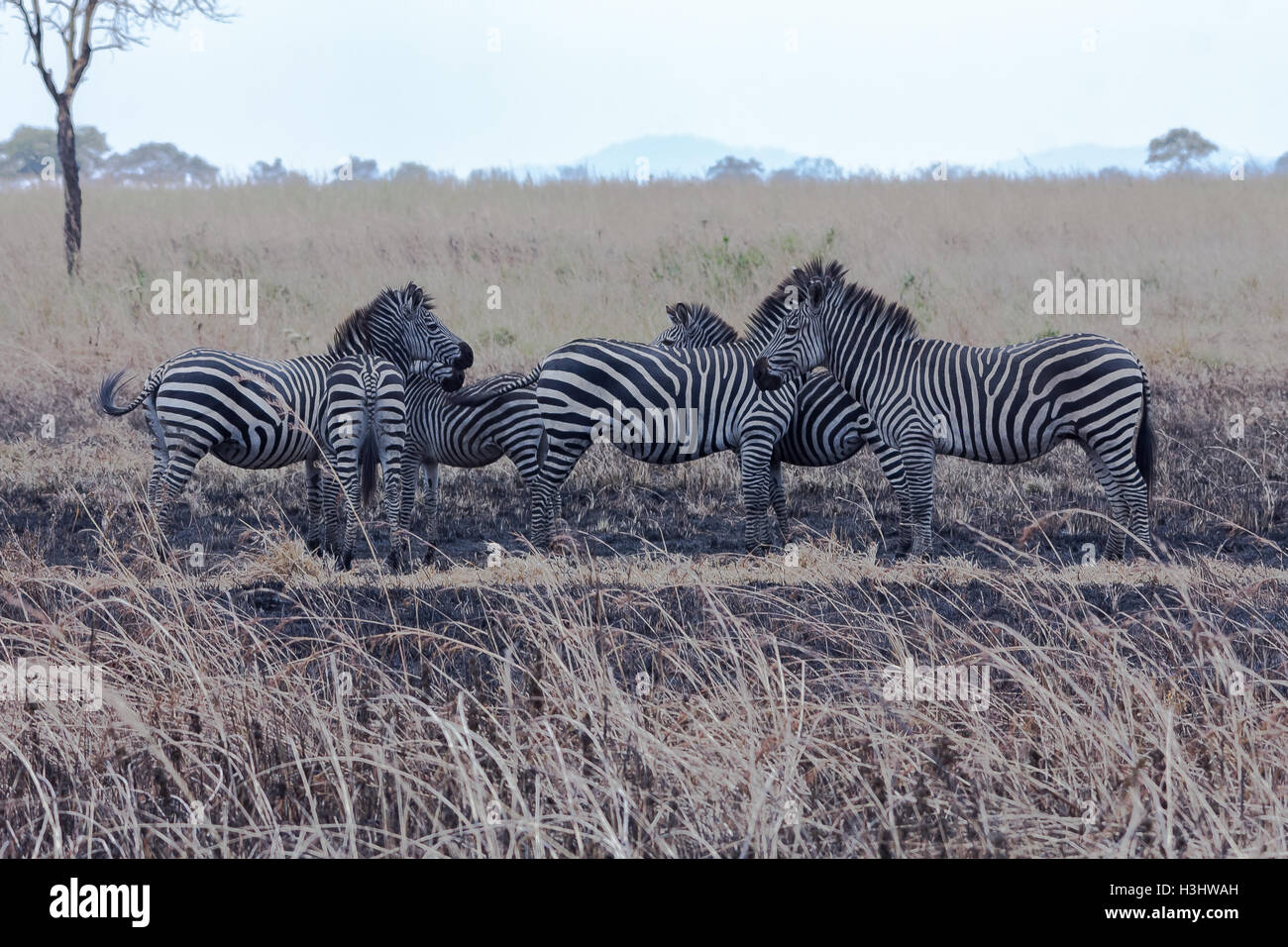 Herd of zebra in Tanzanian grasslands Stock Photo - Alamy