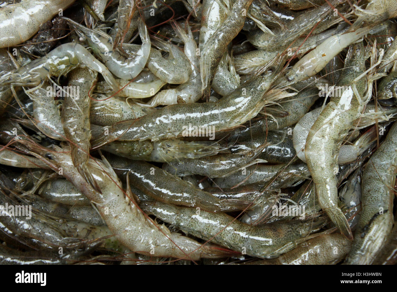 Close-up view of Golda shrimp,Khulna,Bangladesh Stock Photo - Alamy