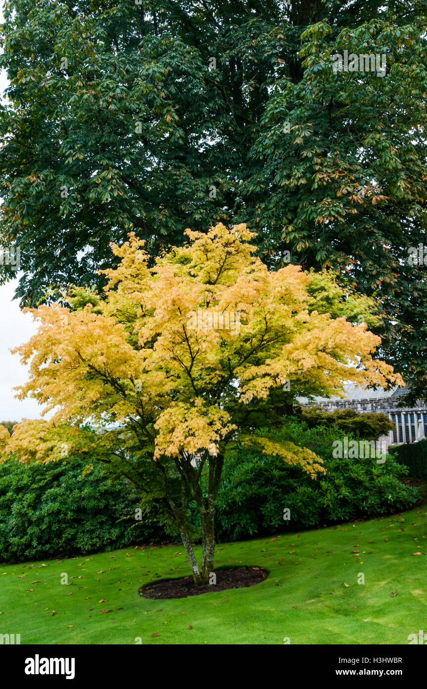 Japanese maple sango kaku hi-res stock photography and images - Alamy