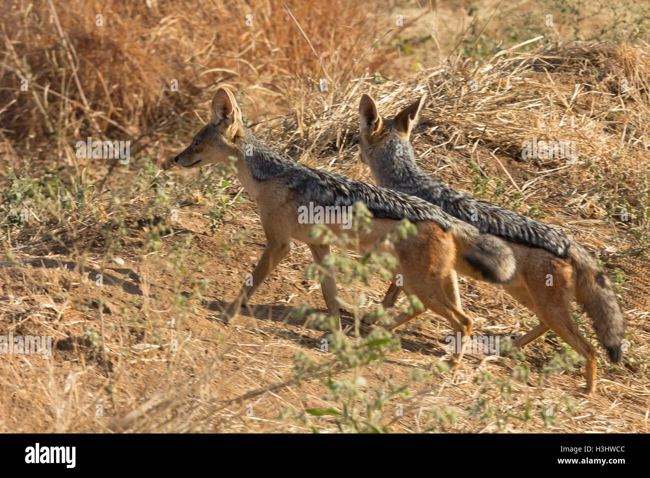 Two jackals hi-res stock photography and images - Alamy