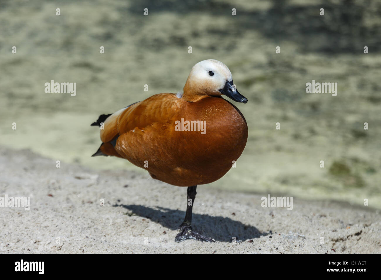Female ruddy shelduck tadorna hi-res stock photography and images - Alamy