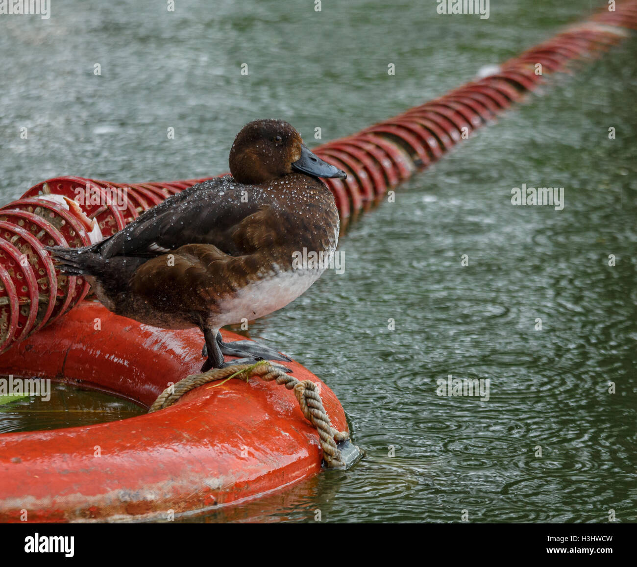 Duck on a buoy Stock Photo - Alamy