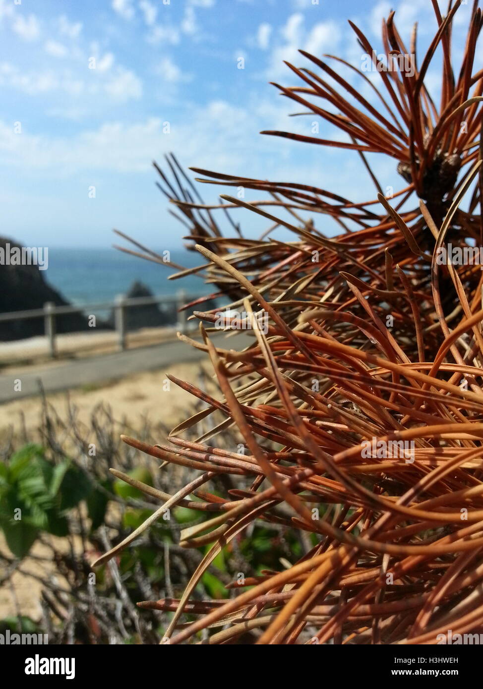 Oregon pine hi-res stock photography and images - Alamy