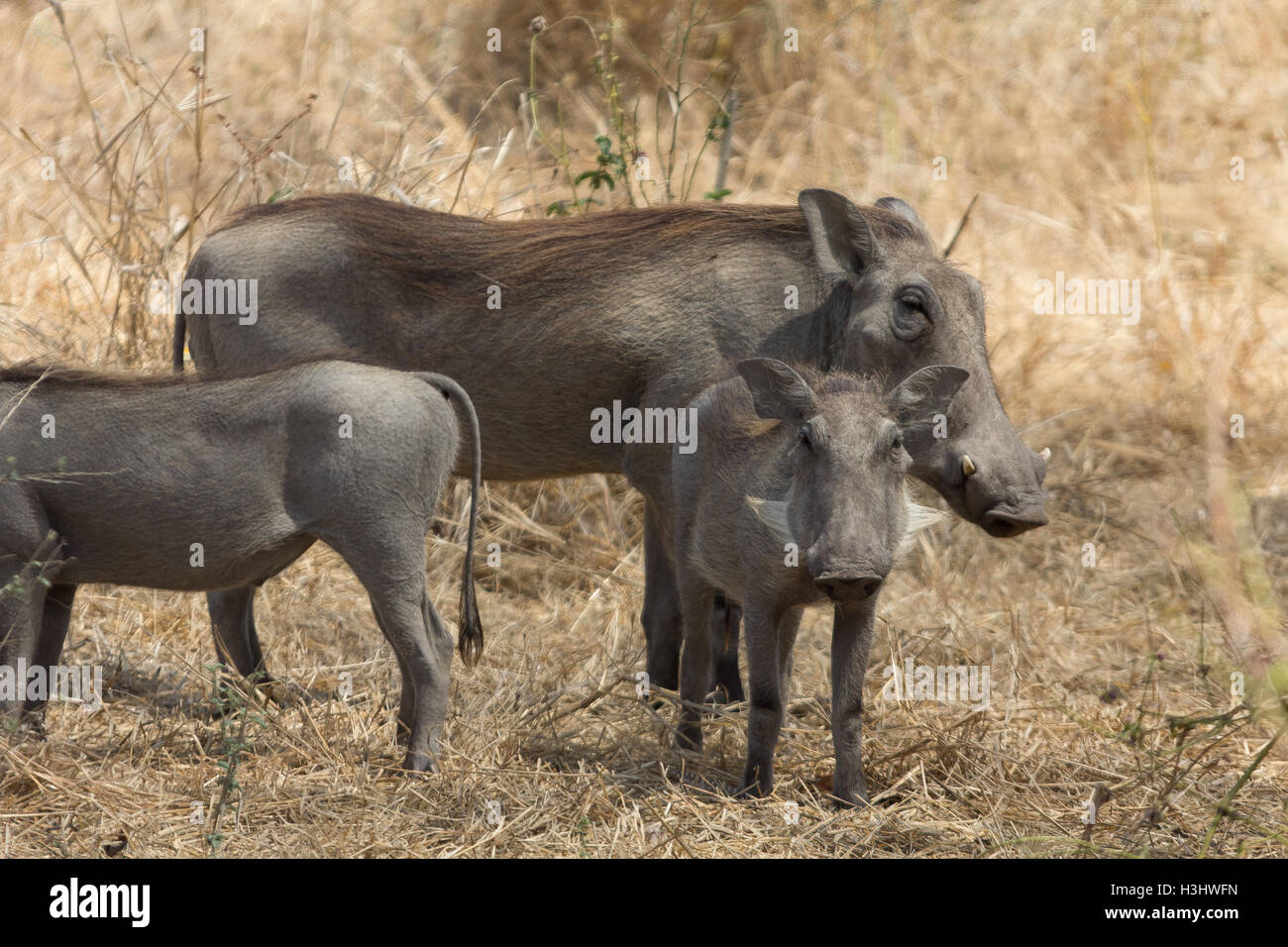 Tanzanian warthogs hi-res stock photography and images - Alamy