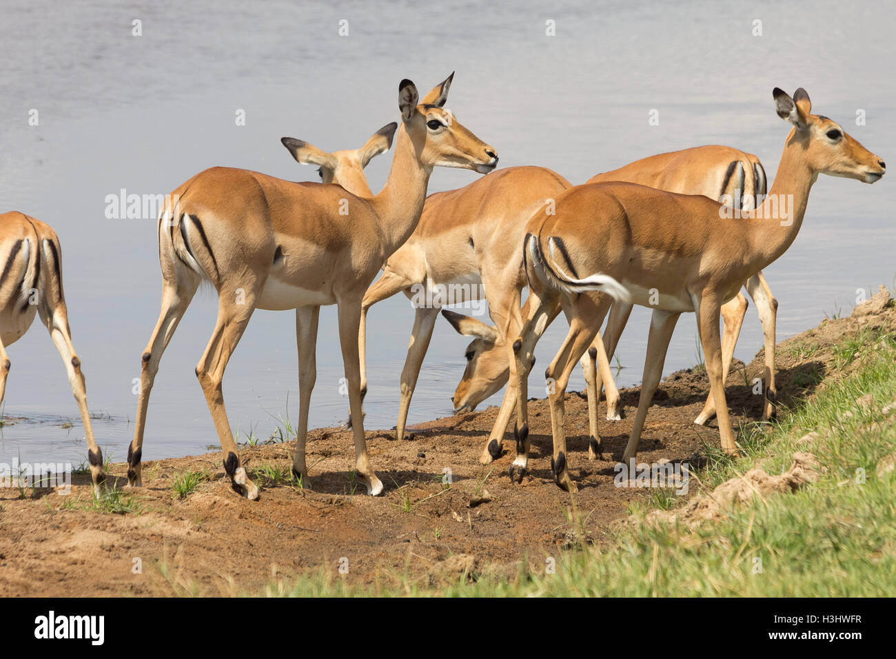 impala by the water Stock Photo - Alamy