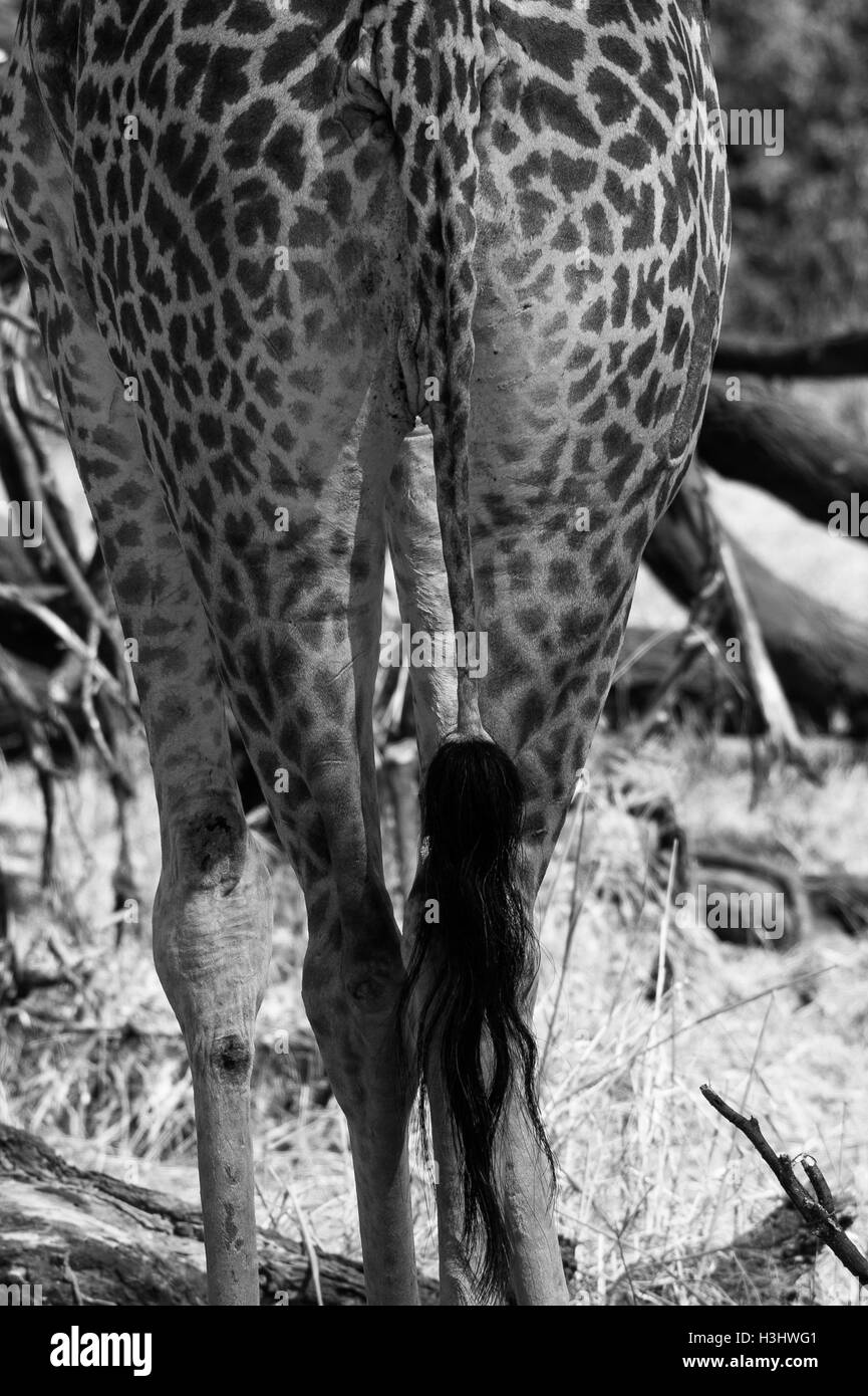Tail black and Black and White Stock Photos & Images - Alamy