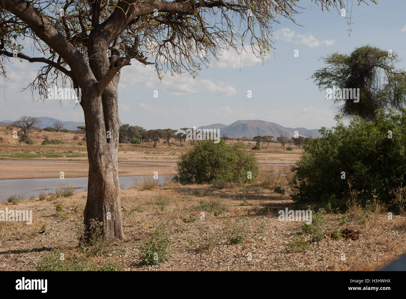Ruaha national park hi-res stock photography and images - Alamy