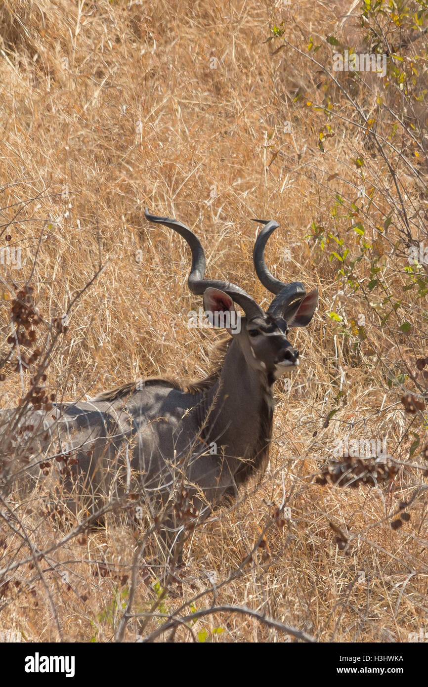 Greater Kudu in African bush Stock Photo - Alamy