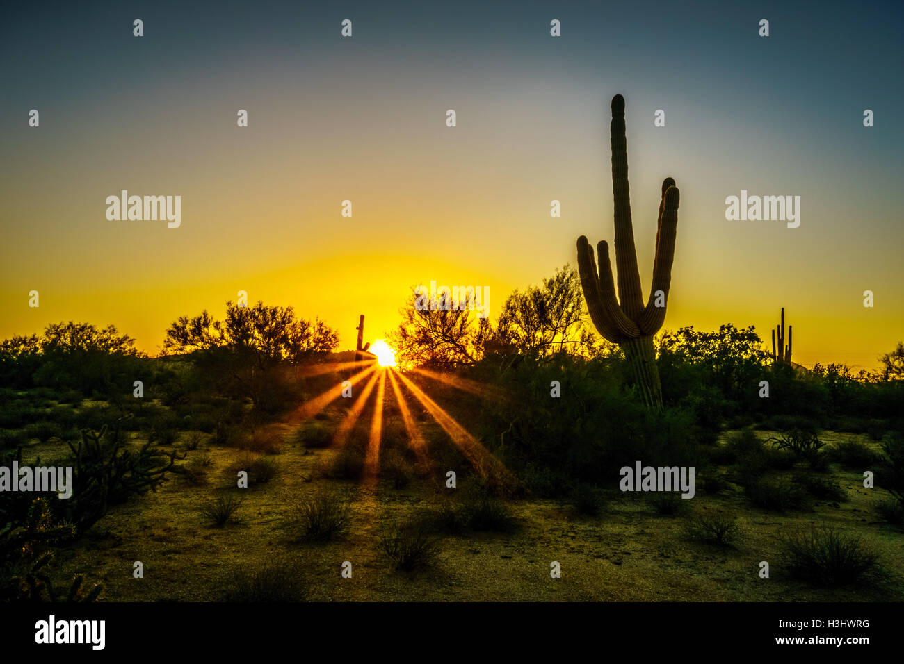 Sunrise in the Arizona Desert with sun rays shining through shrubs ...