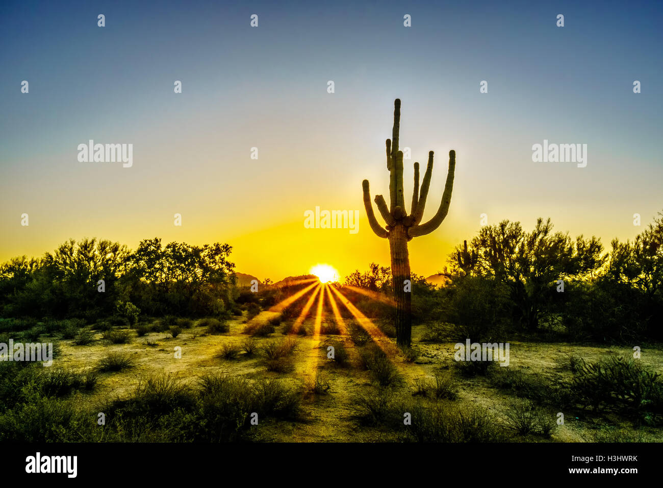 Sunrise in the Arizona Desert with sun rays shining through shrubs ...