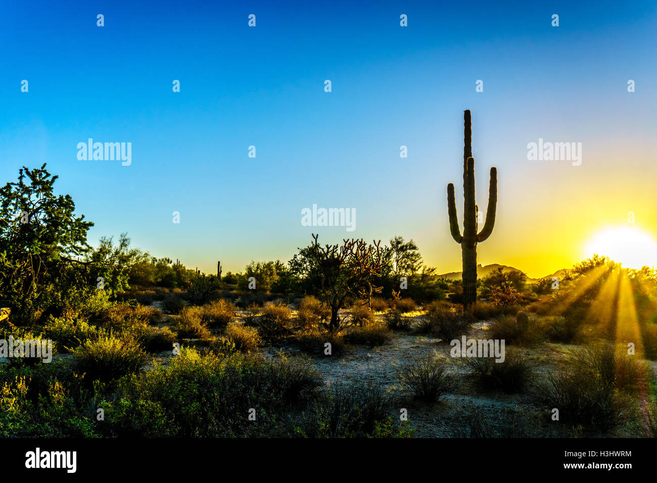 Sunrise in the Arizona Desert with sun rays shining through shrubs ...
