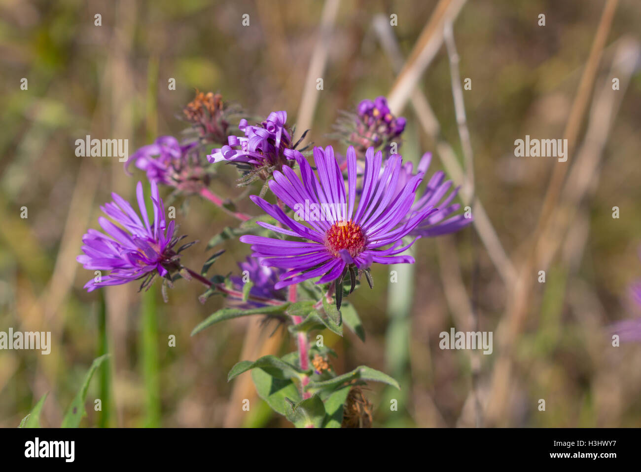 Indiana wild flowers hi-res stock photography and images - Alamy