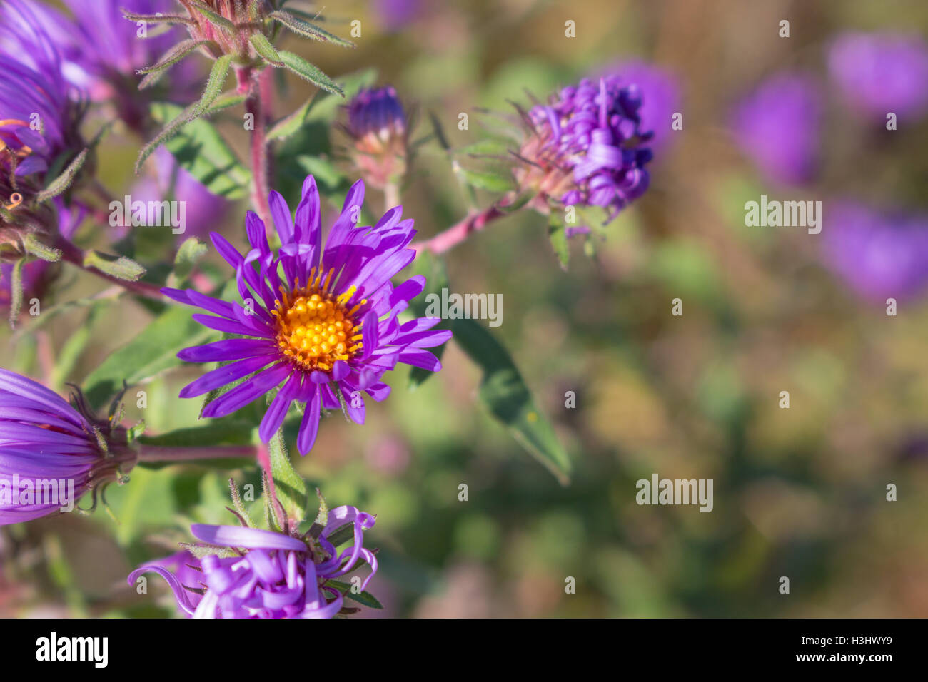 Indiana wild flowers hi-res stock photography and images - Alamy