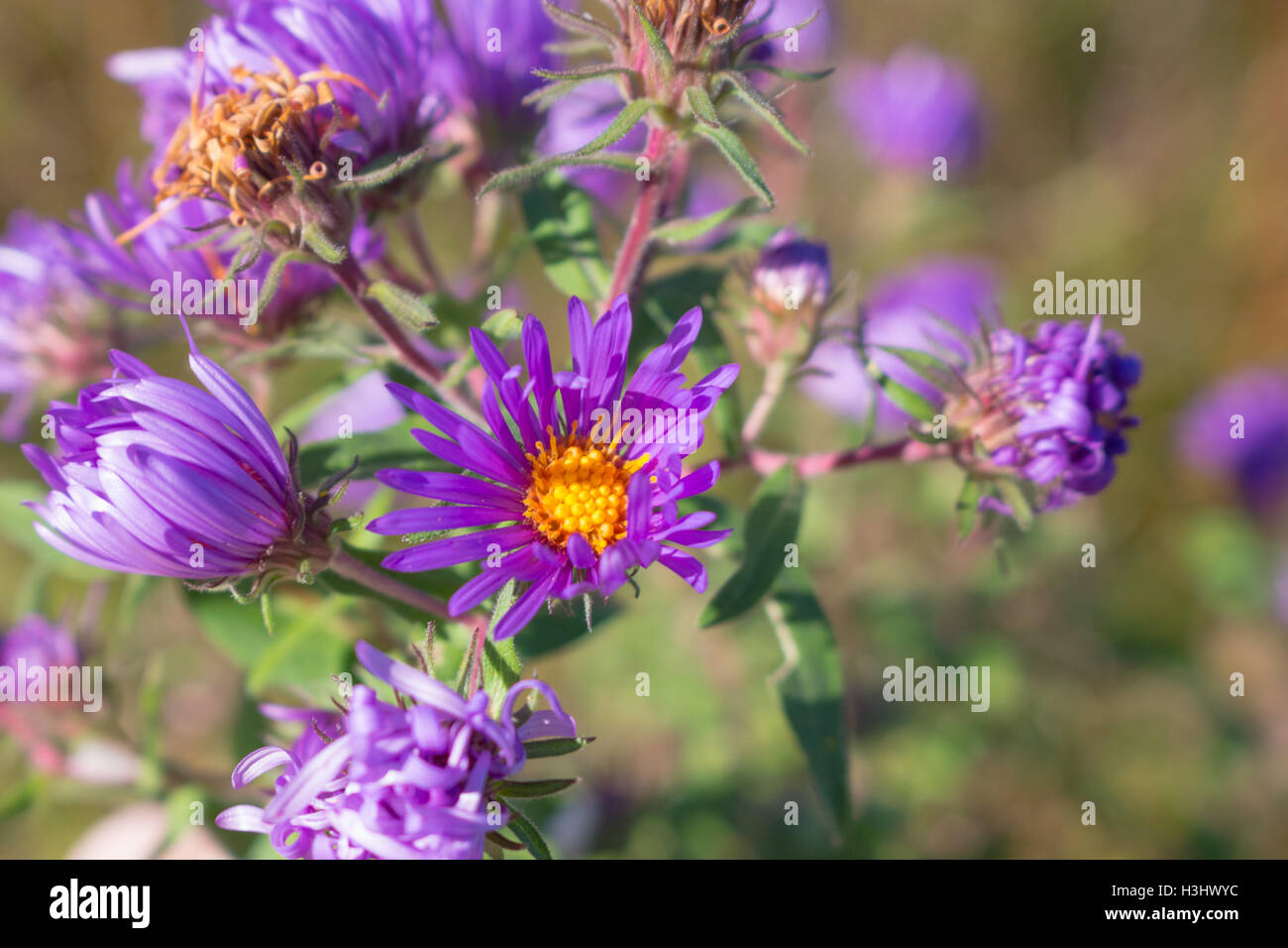 Wild Asters Flowers High Resolution Stock Photography and Images - Alamy