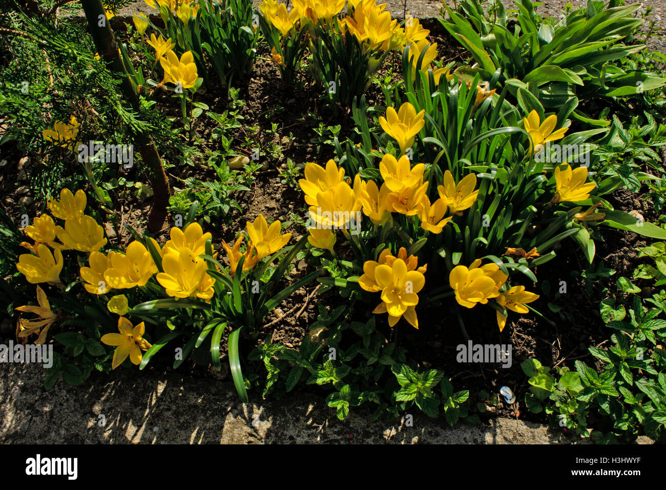 A beautiful bouquet of yellow saffron in autumn garden Stock Photo - Alamy