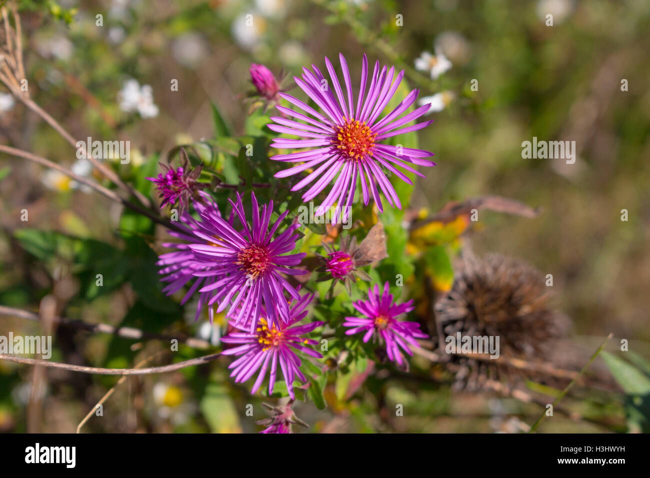 Wild Purple Aster