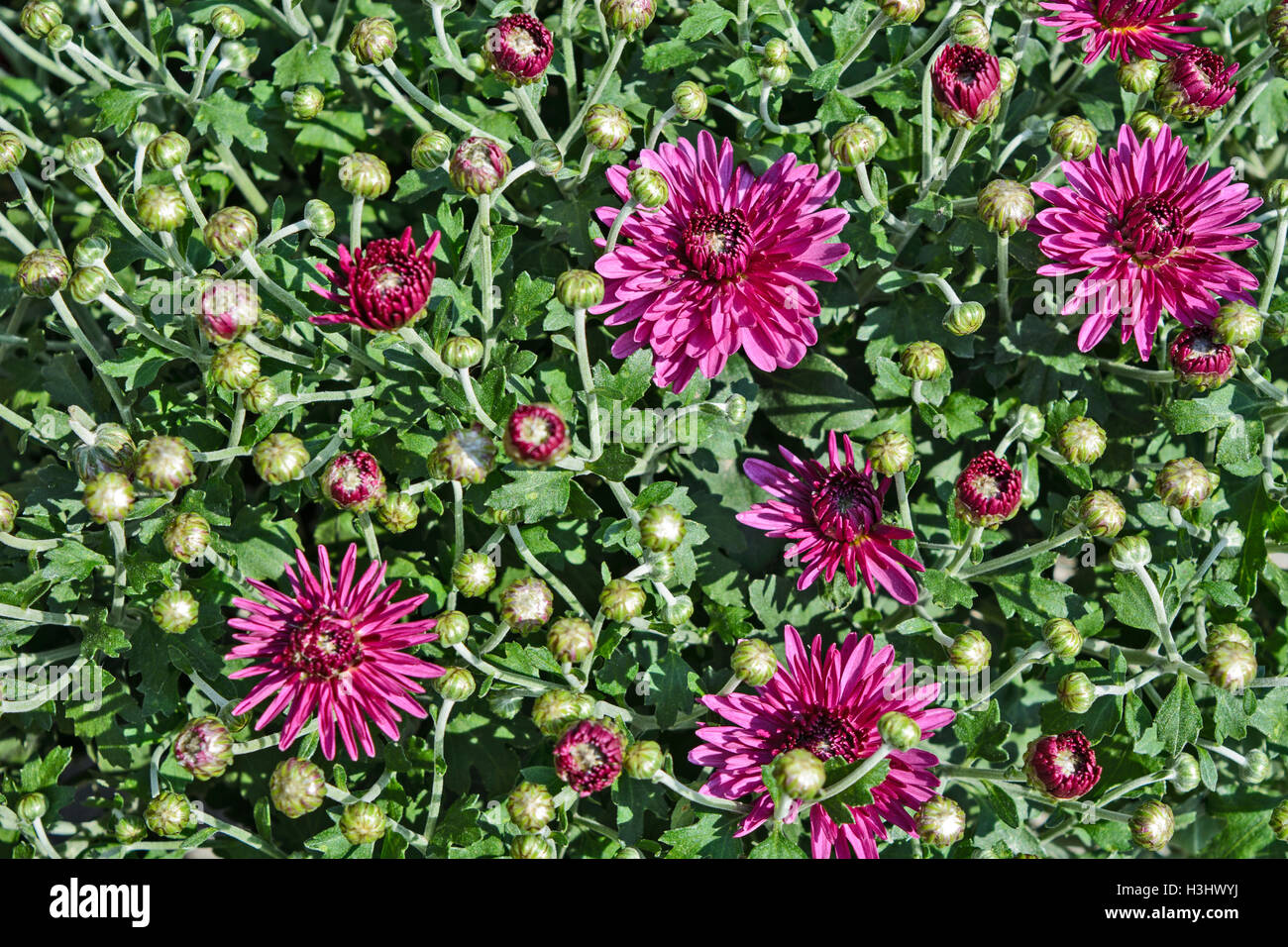 A beautiful large bouquet of white roses winter Stock Photo - Alamy