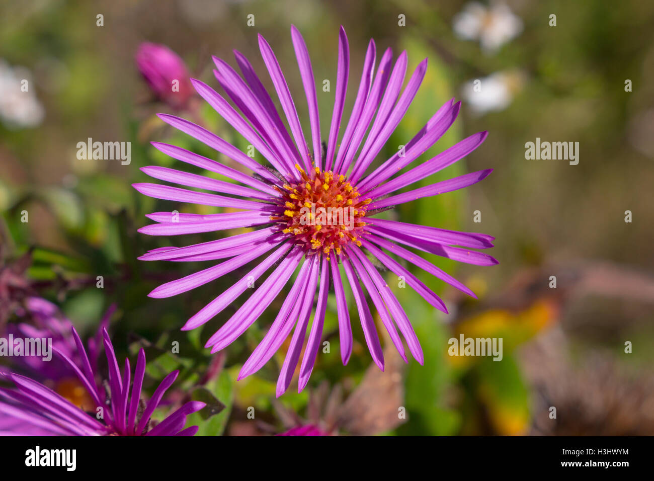 Indiana wild flowers hi-res stock photography and images - Alamy