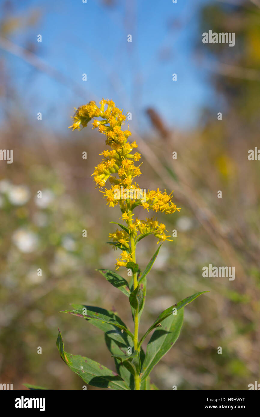 With goldenrods hi-res stock photography and images - Alamy