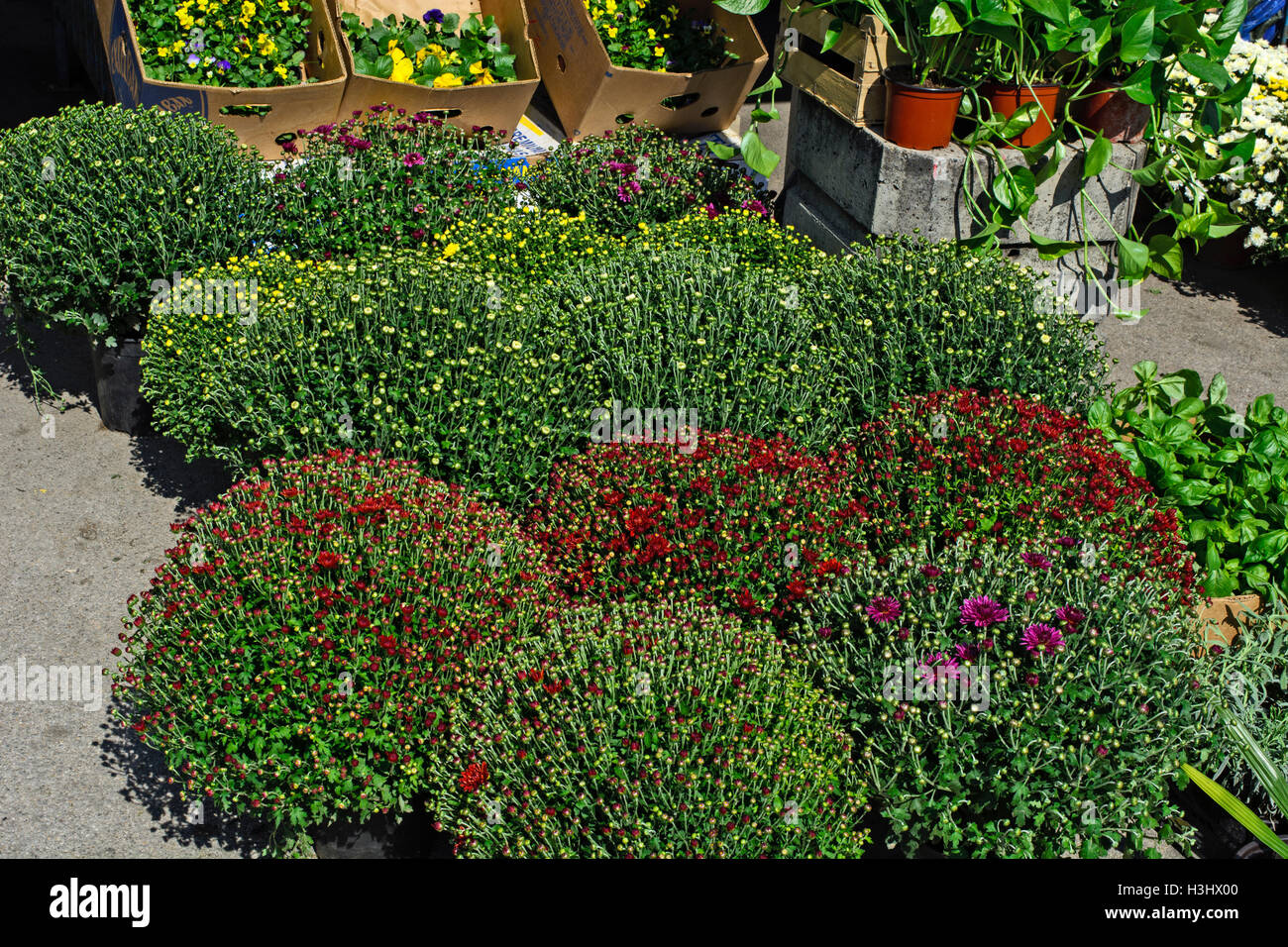 Winter roses hi-res stock photography and images - Alamy