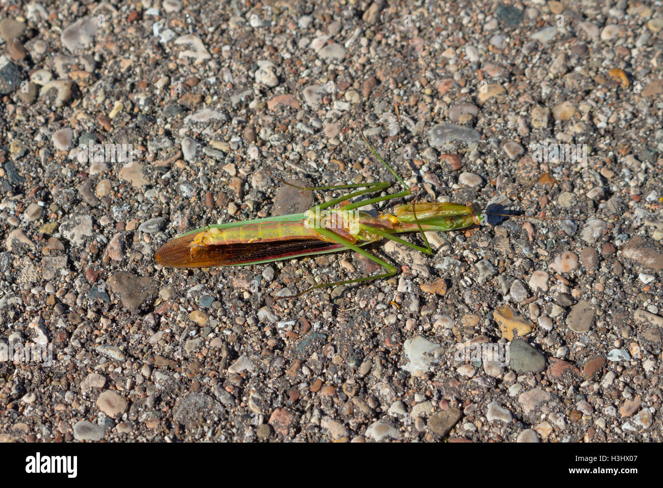 A road kill dead Chinese praying mantis (Tenodera sinensis) on a road ...