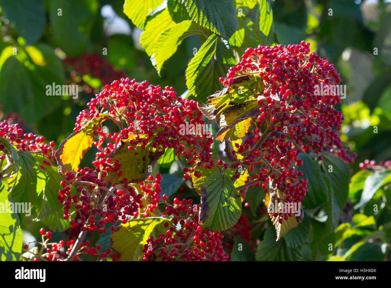Sunlight shining on Viburnum berries and leaves, Indiana, United States ...