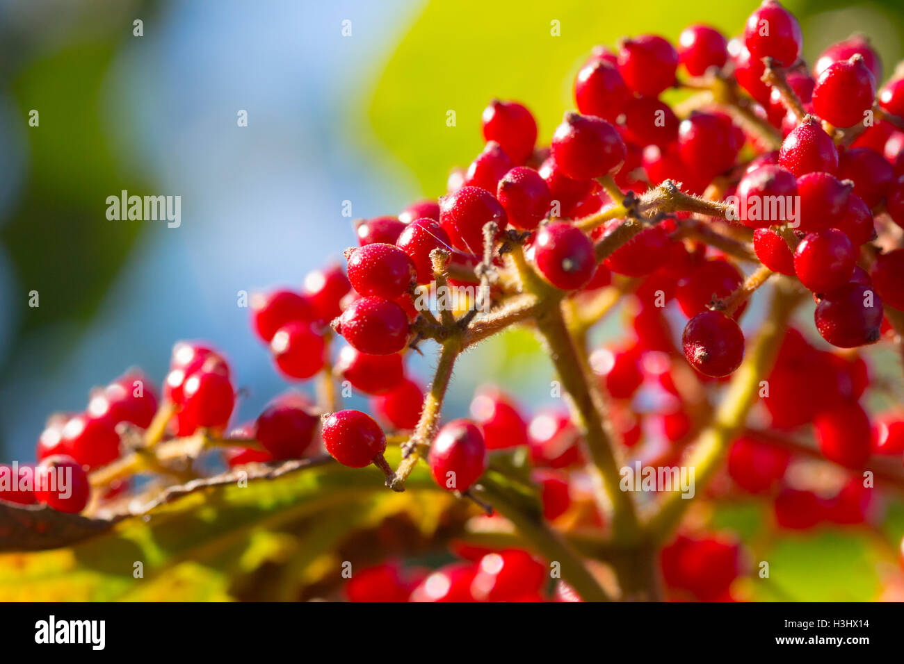 Closeup of sunlight shining on Viburnum berries, Indiana, United States ...