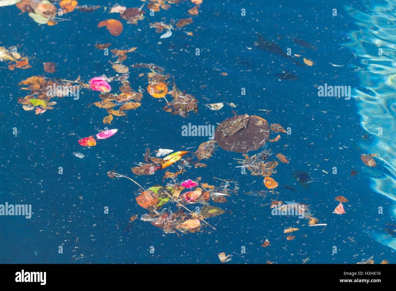 Fall leaves, flower petals, and debris floating on the surface of ...