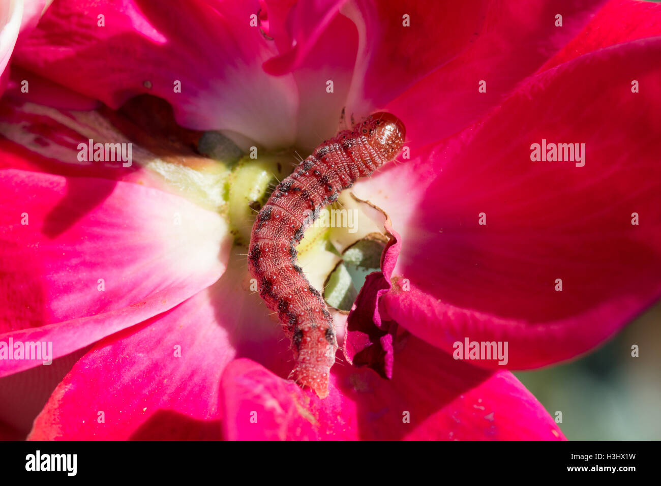 A tobacco budworm larva / caterpillar (Heliothis virescens) feeding on ...