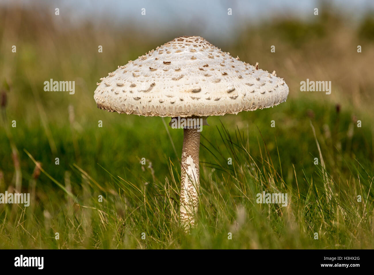 Round mushroom cap hi-res stock photography and images - Alamy
