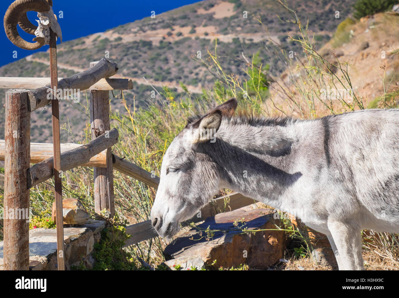 Donkey in crete hi-res stock photography and images - Alamy