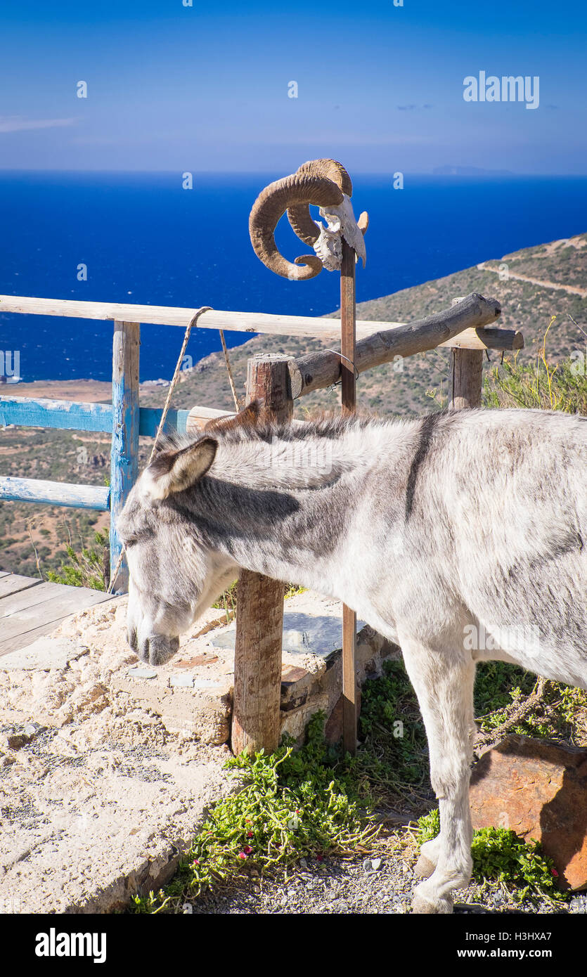 Donkey in crete hi-res stock photography and images - Alamy