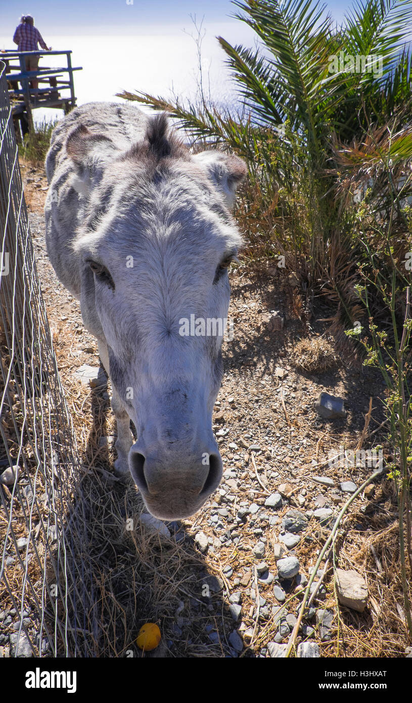 Donkey in crete hi-res stock photography and images - Alamy