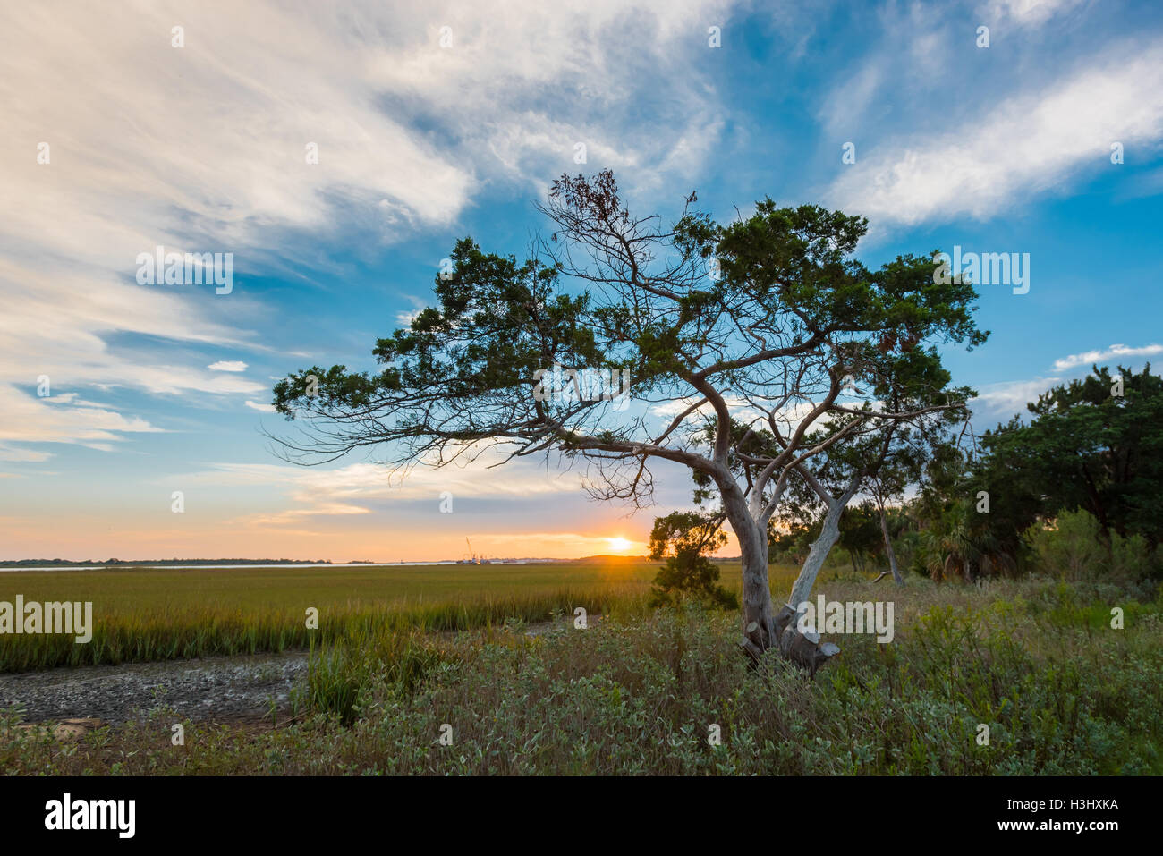 Tree at Sunrise on Tybee Island just outside Fort Pulaski Stock Photo ...