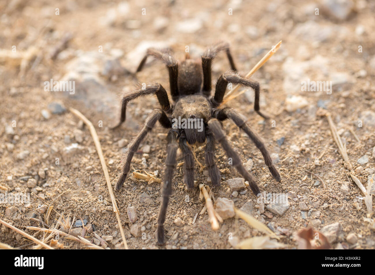 Tarantula - Aphonopelma. Santa Clara County, California, Fall 2016 ...