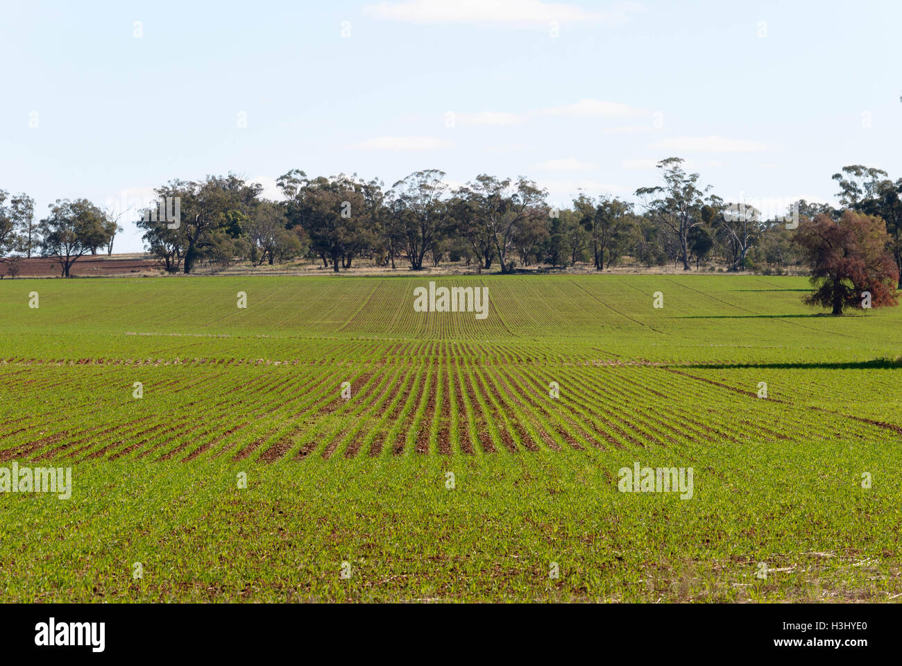 a young healthy cereal crop and trees in a paddock with clouds in sky ...