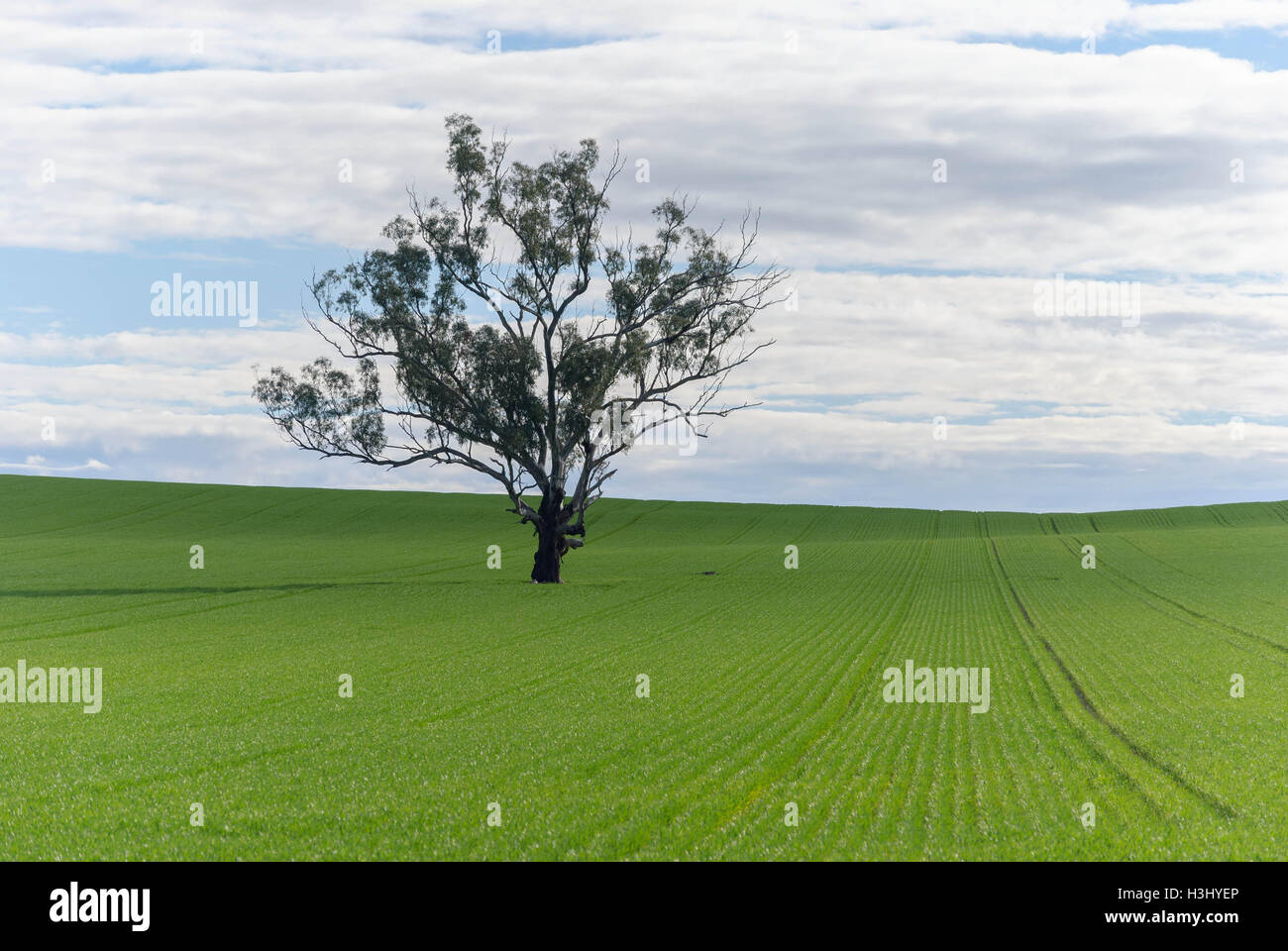 an eucalyptus tree in a field of young cereal crop on undulating land ...