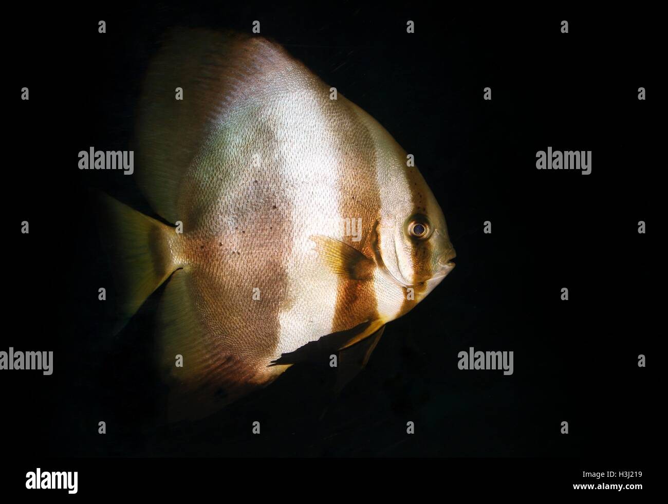 Round, Circular or Orbicular Batfish (Platax orbicularis), native from ...
