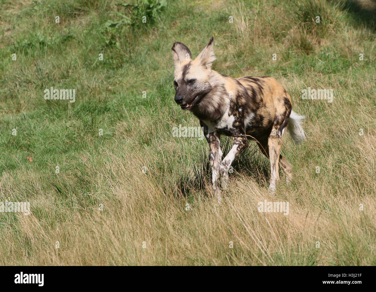 African wild dog (Lycaon pictus) seen in profile Stock Photo - Alamy